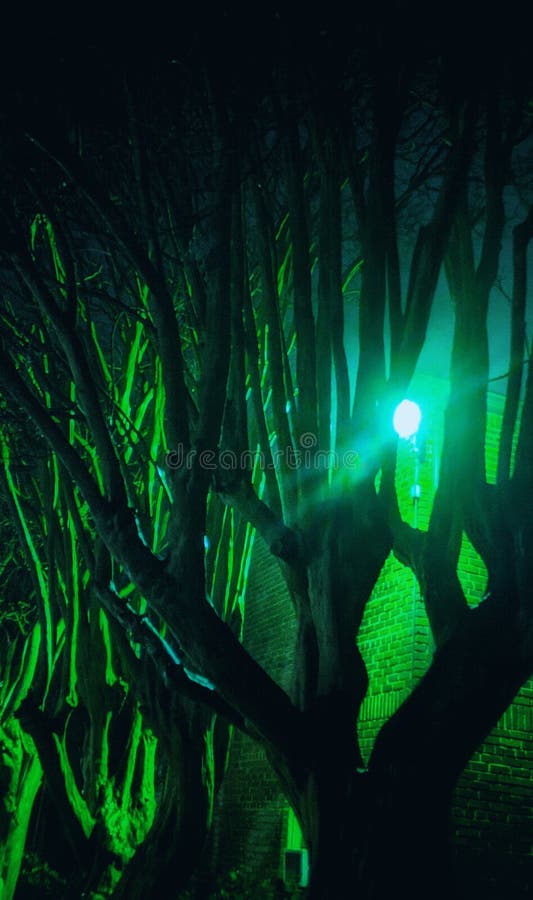 Green lights stock photo. Image of tree, lights, green - 168031988