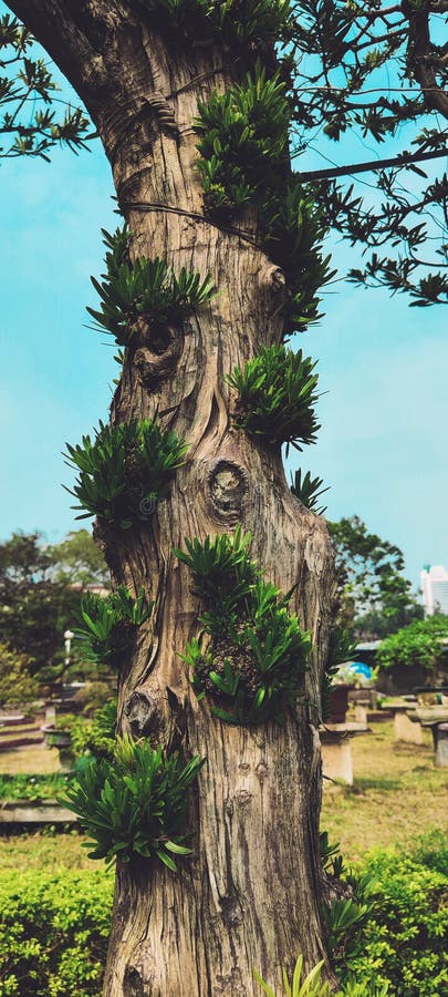 Fascinating Tree in the Garden Stock Photo - Image of lights, blue ...
