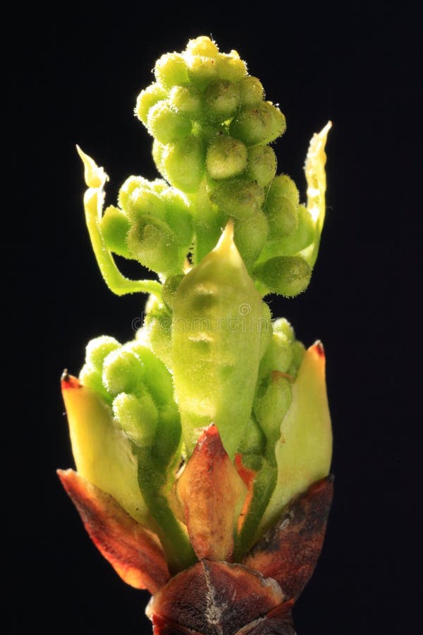 Green lilac bush buds stock photo. Image of lilac, trimmed - 13695590