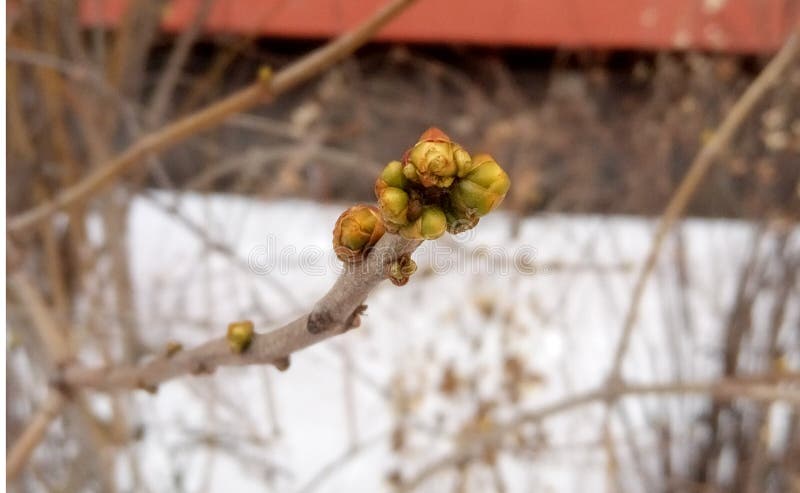 Lilac buds on a branch stock photo. Image of tree, closeup - 239018122