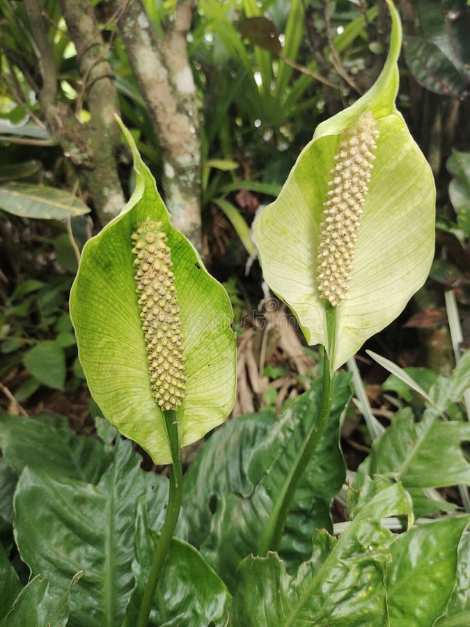 Green lilies twins stock photo. Image of green, lilies - 382843044