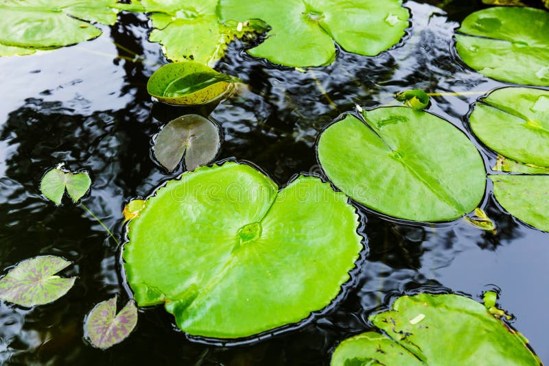 Water Lilly Pad Pond stock image. Image of pads, lilly - 18452531