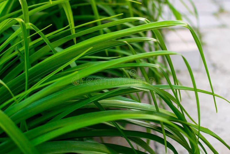 Green Lily Leaves stock photo. Image of spring, botany - 154269710