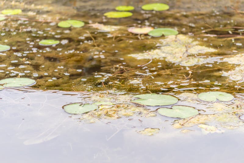 Green Lily Pads Floating in Blue Clear Water Pond Stock Photo - Image ...