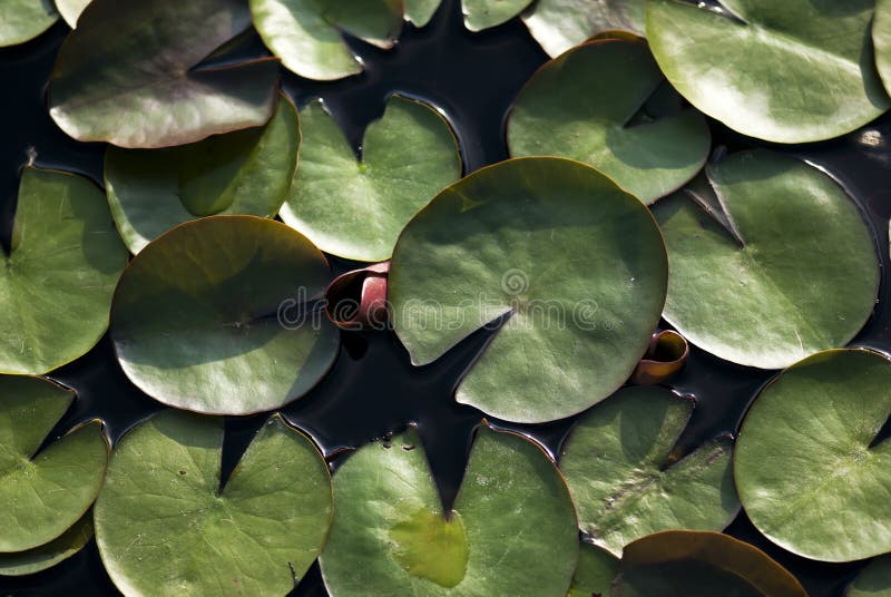 Dying Lily Pads in a Pond with Insect Damage Stock Image - Image of ...