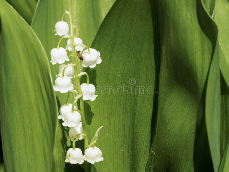 Green Lily of the Valley in the Spring Garden Stock Image - Image of ...