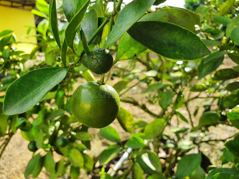 Green lime fruits on tree stock photo. Image of citric - 247678442