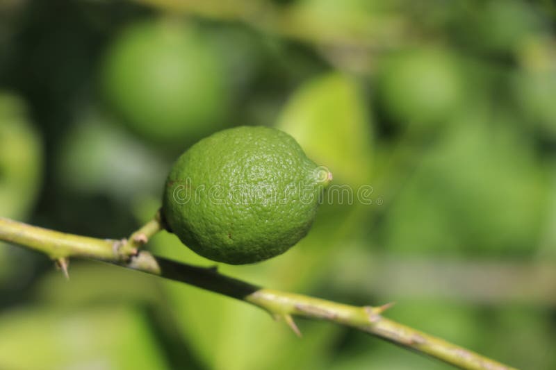 Green Lime Growing on the Lemon Plant with Visible Thorns on the ...