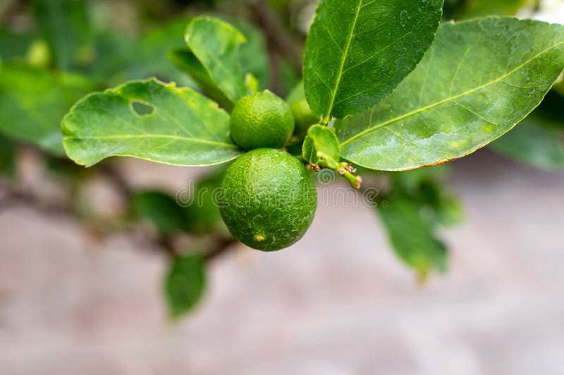 Green Lime Grows Tree Branch Tropical Asia Stock Photos - Free ...