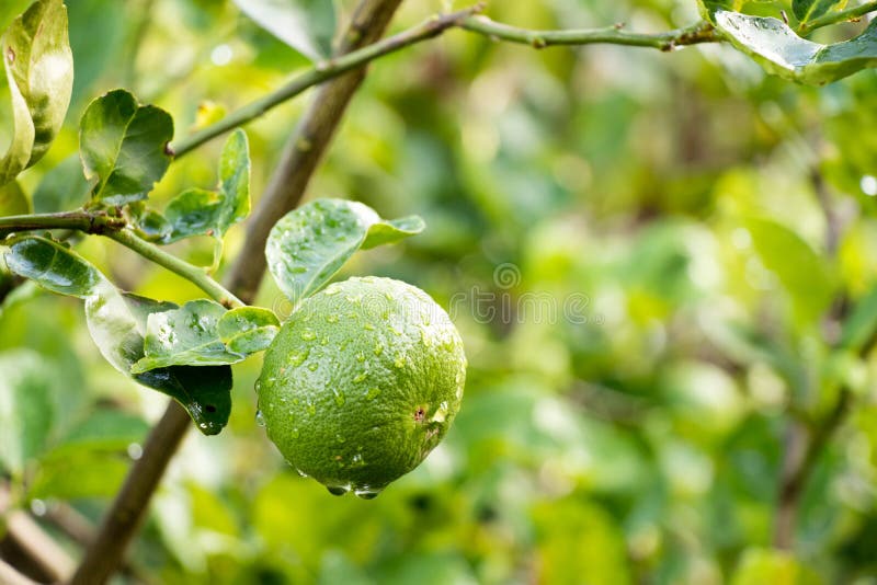 Green Lime with Leaf and Rain Droplet Stock Photo - Image of rain ...