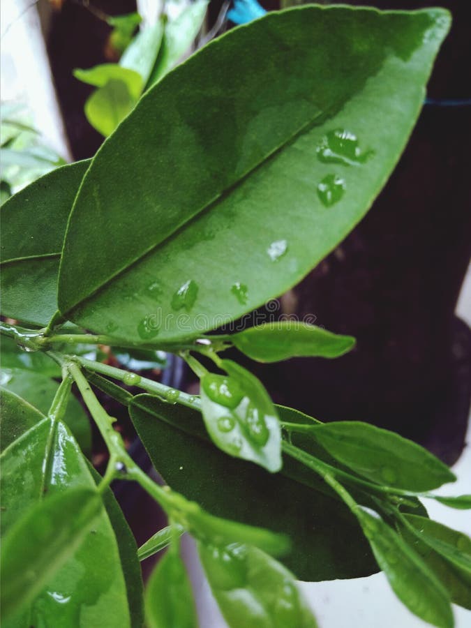 Green Lime Leaves Exposed To Rain. Stock Image - Image of affected ...