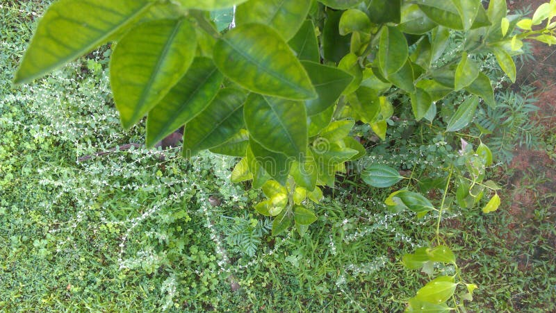 Green lime on plant stock photo. Image of nature, foliage - 31869772