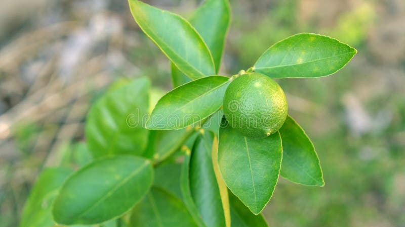 Lime, Lime Plant or Lemon Tree Stock Image - Image of house, tropical ...