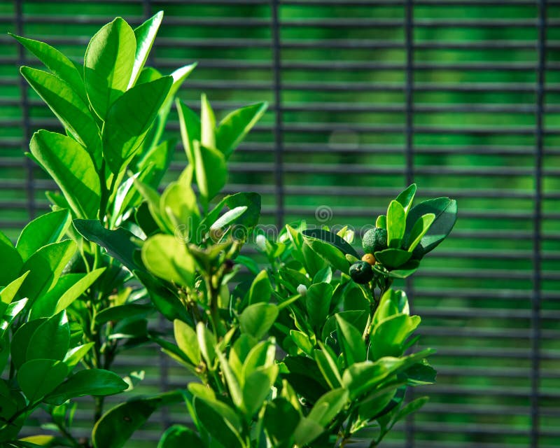 Green Lime Tree Growing with Lime during Morning Sunrise Stock Photo ...