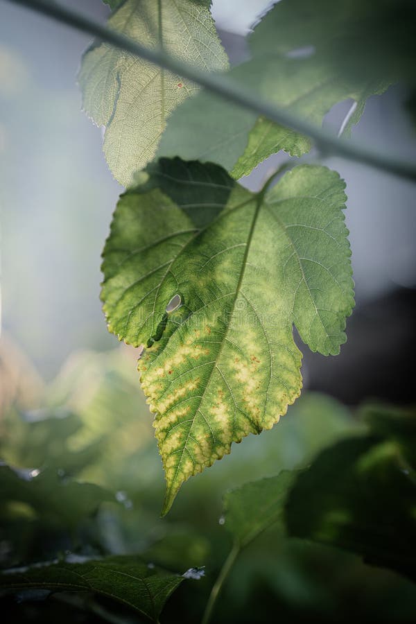Green Lime Tree Leaf. Backgrounds and Textures Stock Image - Image of ...