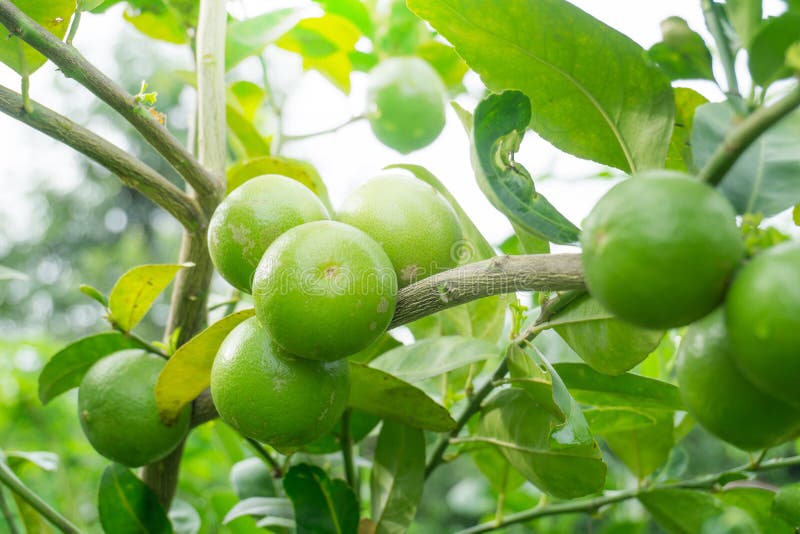 Green Lime on Tree in Organic Plantation Stock Image - Image of growing ...