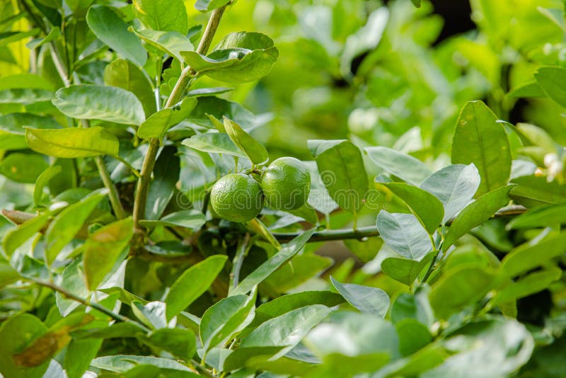 Green Lime Vegetable on Tree Stock Image - Image of field, farm: 158547015