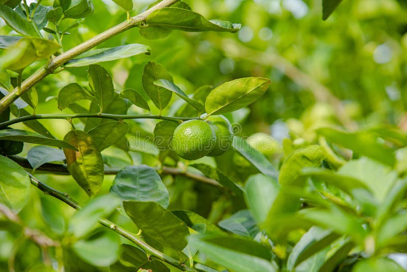 Green Lime Vegetable on Tree Stock Photo - Image of food, health: 158547070