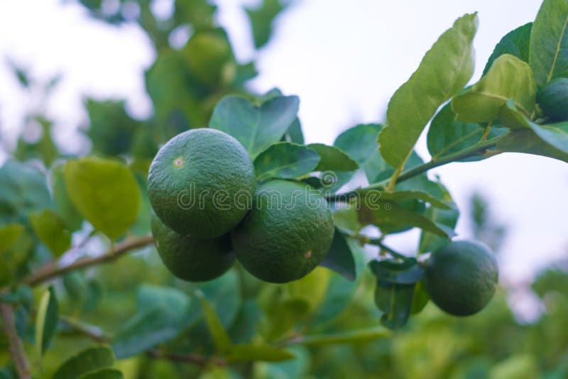 Green Limes Lemon Hanging on the Lime Tree Branch Stock Image - Image ...