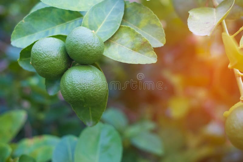 Green Limes Lemon Hanging on the Lime Tree Branch Stock Image - Image ...
