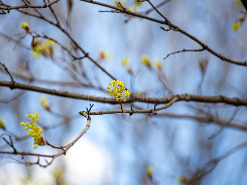 On Bare Branches, Buds and Leaf Sprouts Gradually Open Stock Image ...
