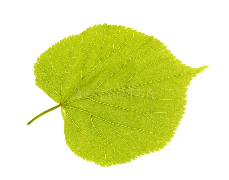 Linden Tree Leaf