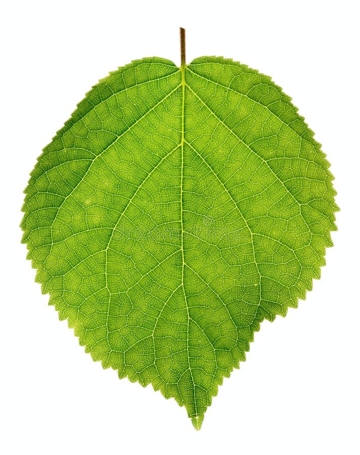 Leaf Back stock photo. Image of growth, life, backgrounds - 22700790