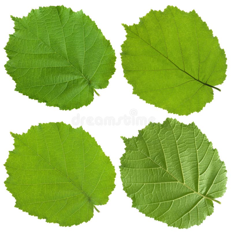 Green Linden leaf stock image. Image of tilia, lime, trees - 85571317
