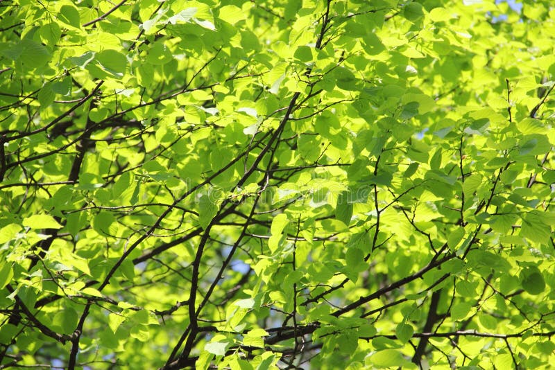 Green Linden Leaves Background Stock Photo - Image of linden, sunlight ...