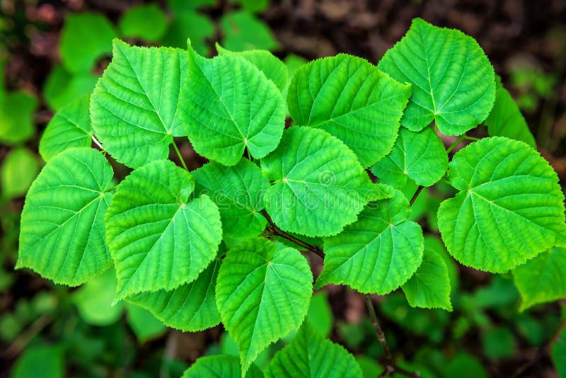 Green Linden Leaves in the Forest Stock Photo - Image of botany ...