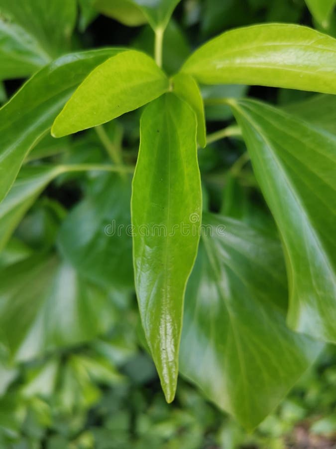 Green Linden Tree with Fruits in Summer Stock Image - Image of nature ...