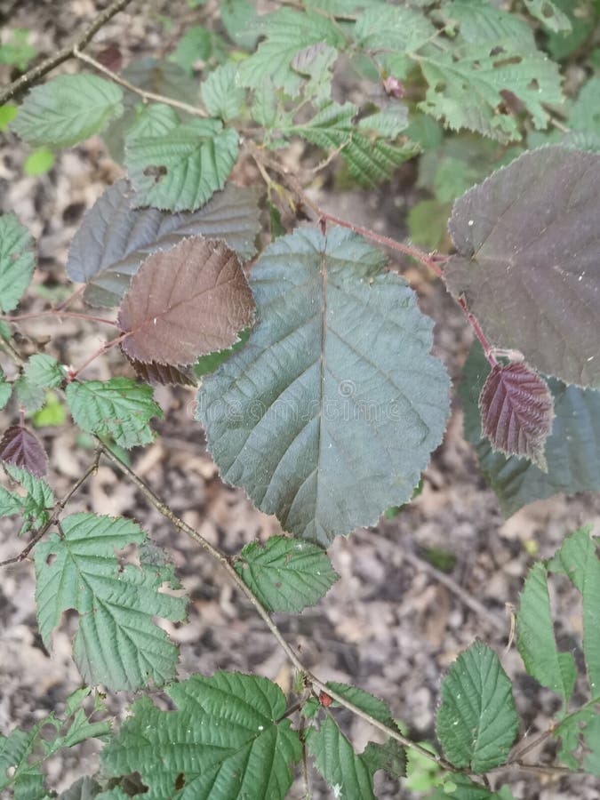 Green Linden Tree with Fruits in Summer Stock Image - Image of 2021 ...