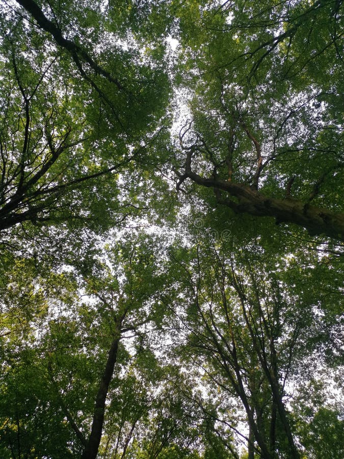 Green Linden Tree with Fruits in Summer Stock Image - Image of fruits ...