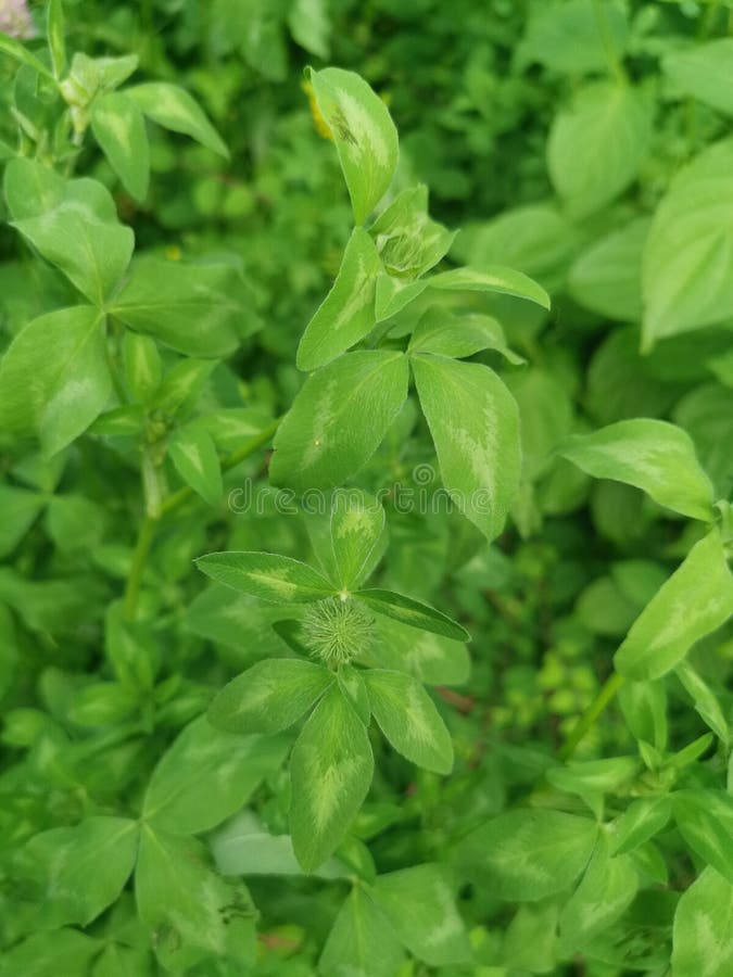 Green Linden Tree with Fruits in Summer Stock Photo - Image of summer ...