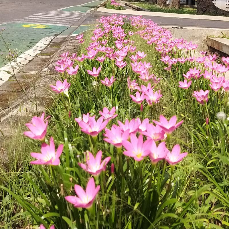 Bloomnice Stock Photos - Free & Royalty-Free Stock Photos from Dreamstime