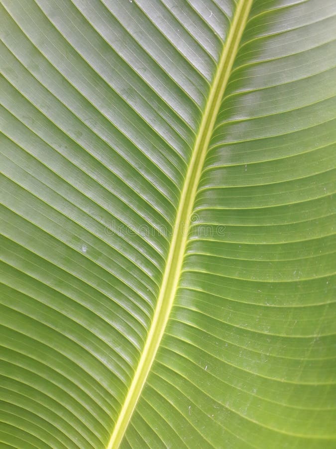 Green Line stock image. Image of color, nature, leaves - 131478995