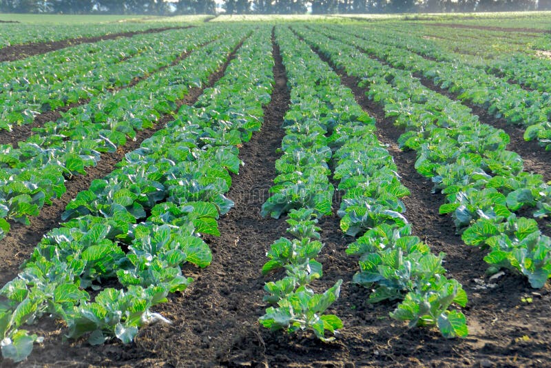 Green line-up stock image. Image of geometry, feed, garden - 46841885
