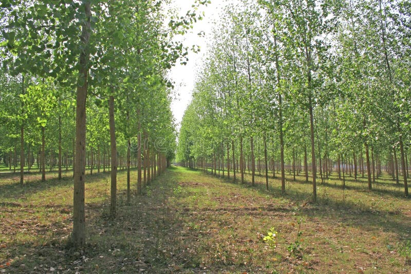 Agriculture,cultivation and Poplar Tree Farming Stock Image - Image of ...
