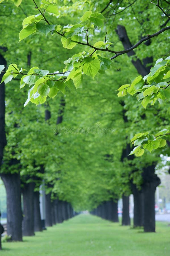 Green lined trees stock photo. Image of alley, tree, rows - 15132634