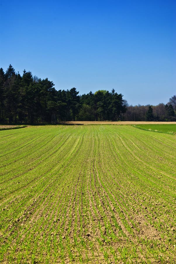 Green lines on field stock photo. Image of landscape - 21247520