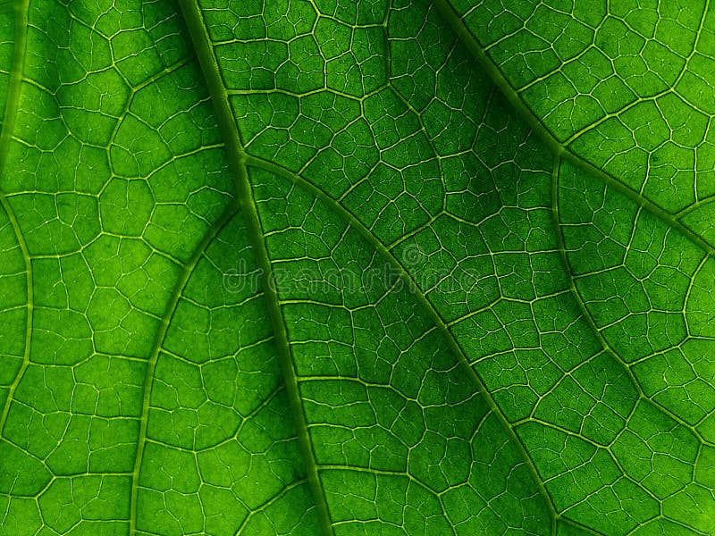 Green lines in leaves stock photo. Image of nature, love - 221700816