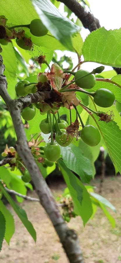 Green little cherries stock image. Image of cherry, green - 179970557