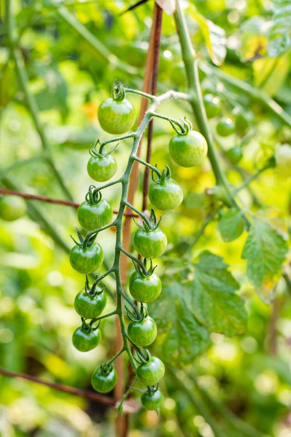 Green Little Cherry Tomatoes Growing in Vegetable Garden in Summer ...