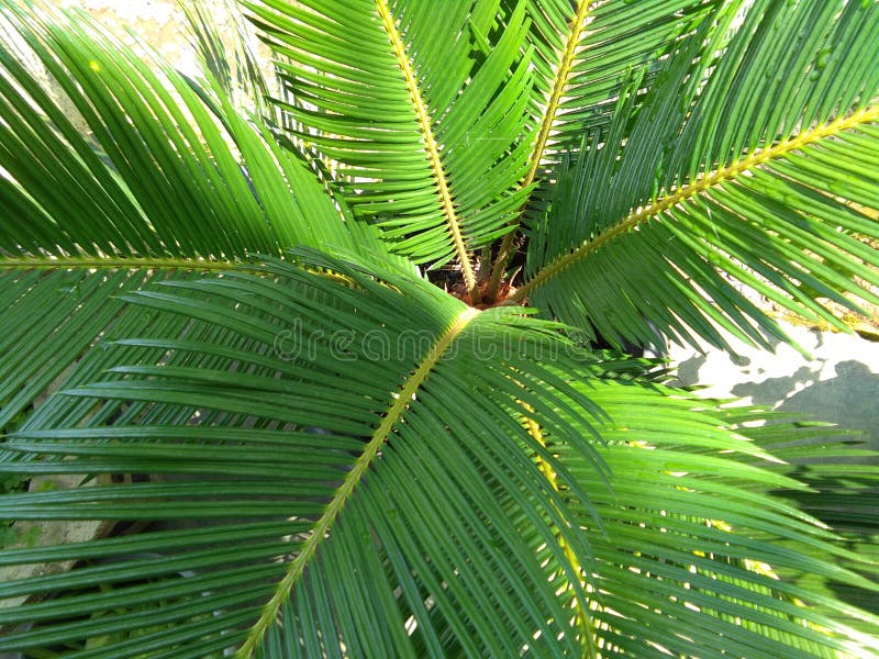Green Little Coconut Tree Real Stock Image - Image of real, coconut ...