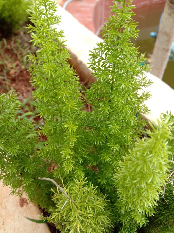 Green little fern stock photo. Image of branch, flower - 212459568