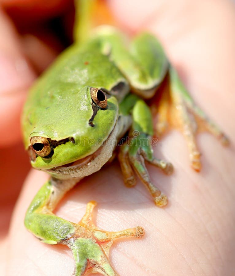 Green Little Frog stock image. Image of frog, reptile, detail - 867703