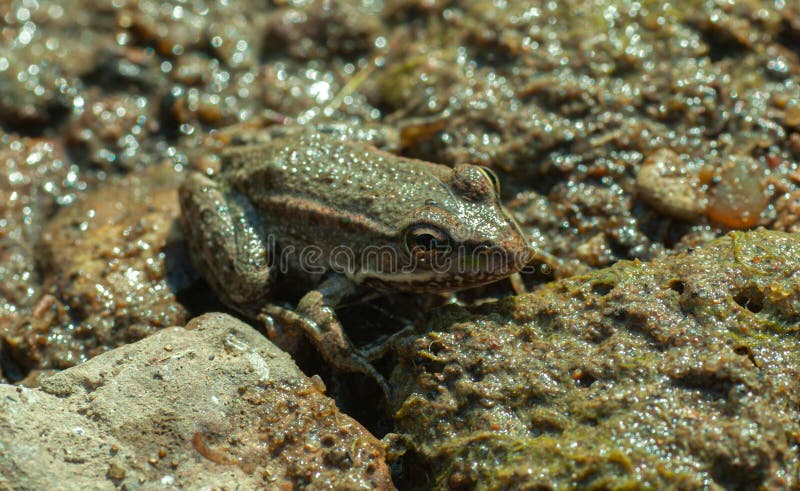 Green Little Frog in Natural Condition Near Stock Image - Image of ...
