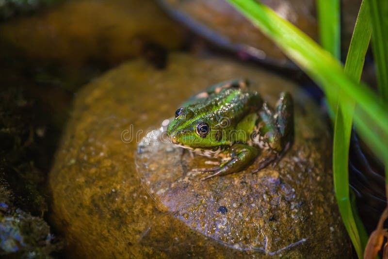 Green Little Frog Sitting on a Rock in a Pond. Stock Photo - Image of ...