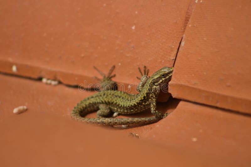 Green Little Lizard in a Roof Stock Photo - Image of nature, disguise ...