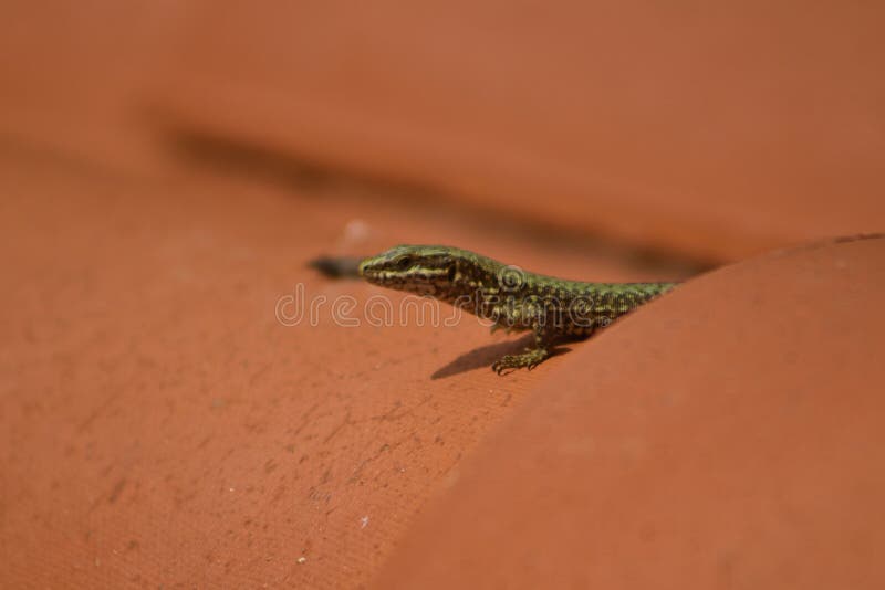 Green Little Lizard in a Roof Stock Photo - Image of nature, disguise ...